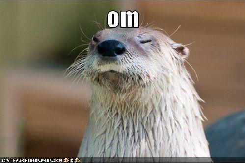 Om - Animal Comedy - Animal Comedy, funny animals, animal gifs