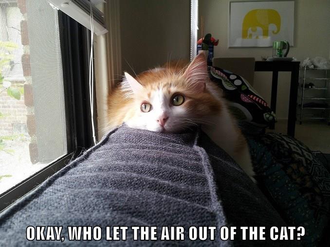 WHO LET THE AIR OUT? - Lolcats - lol | cat memes | funny cats | funny ...