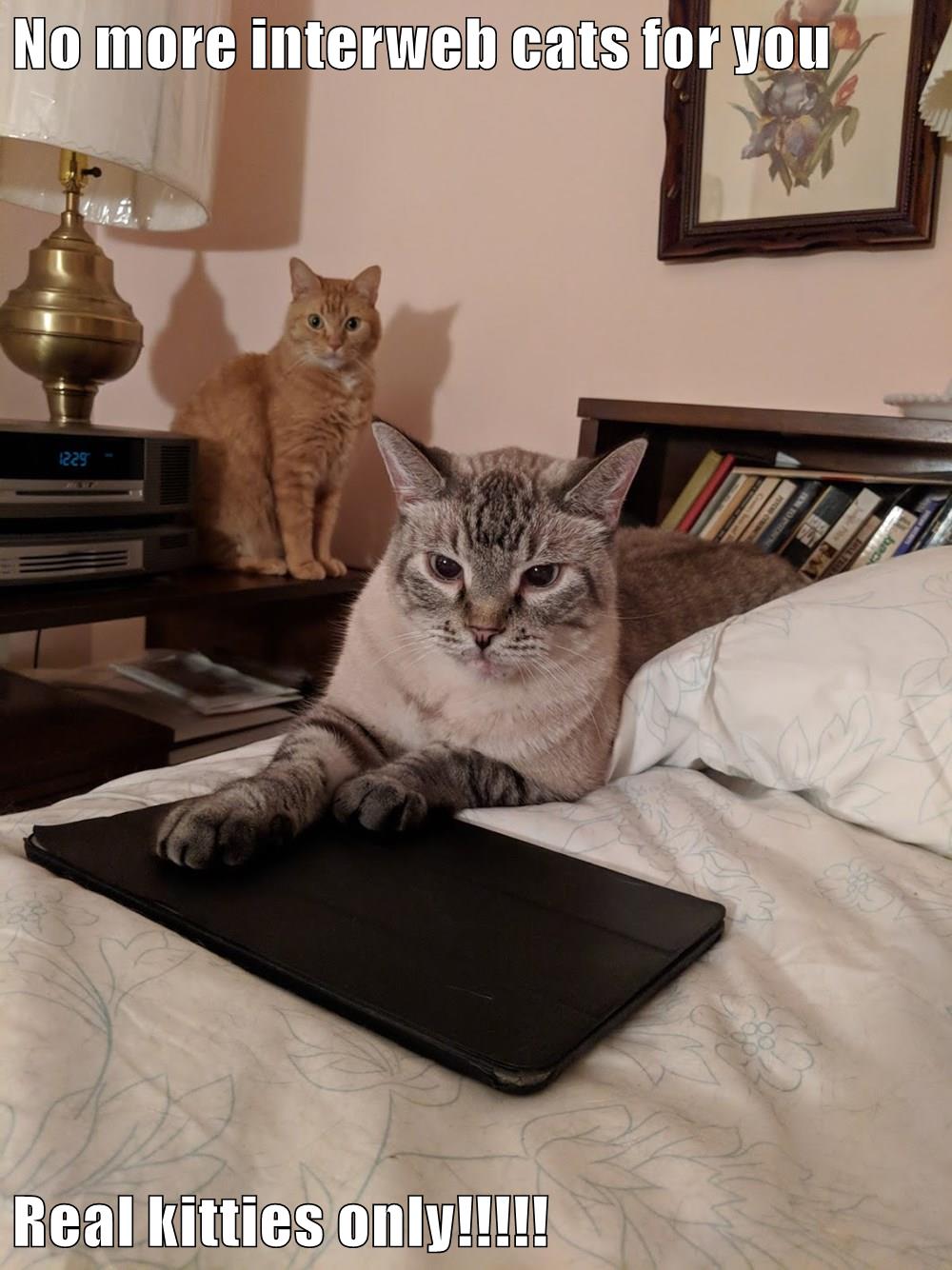 Real kitties only!!!!! - Lolcats - lol | cat memes | funny cats | funny ...