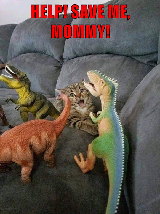 HELP! - Lolcats - lol | cat memes | funny cats | funny cat pictures ...