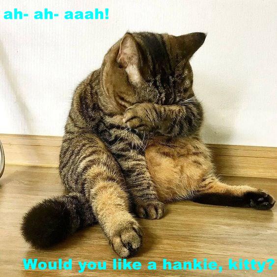 Ah- ah- aaah! Would you like a hankie, kitty? - Lolcats - lol | cat ...