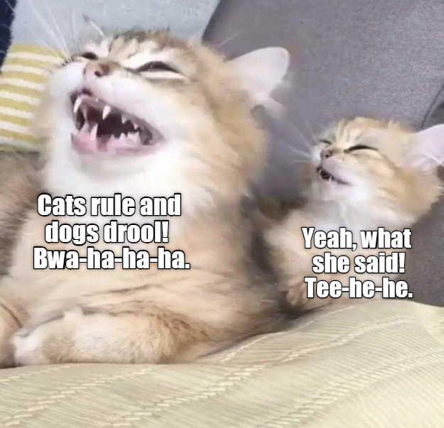 Tee-he-he - Lolcats - lol | cat memes | funny cats | funny cat pictures ...