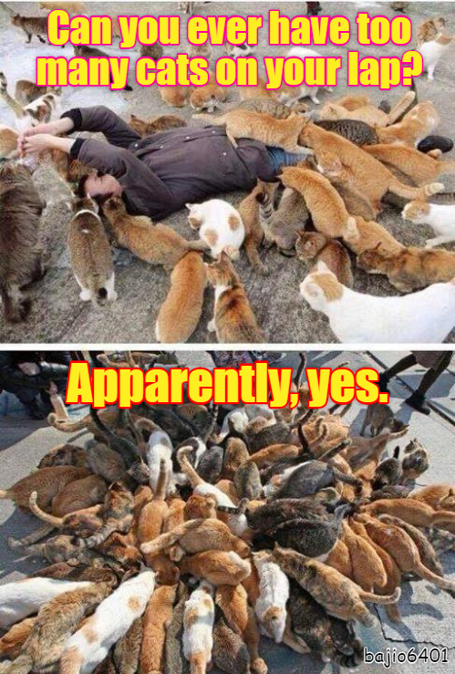 Yeap - Lolcats - lol | cat memes | funny cats | funny cat pictures with ...