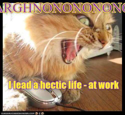 I lead a hectic life - at work - Lolcats - lol | cat memes | funny cats ...