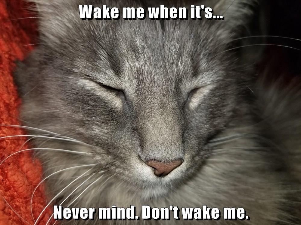 Never mind - Lolcats - lol | cat memes | funny cats | funny cat ...