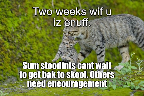 KKPS Winter break is over - Lolcats - lol | cat memes | funny cats ...