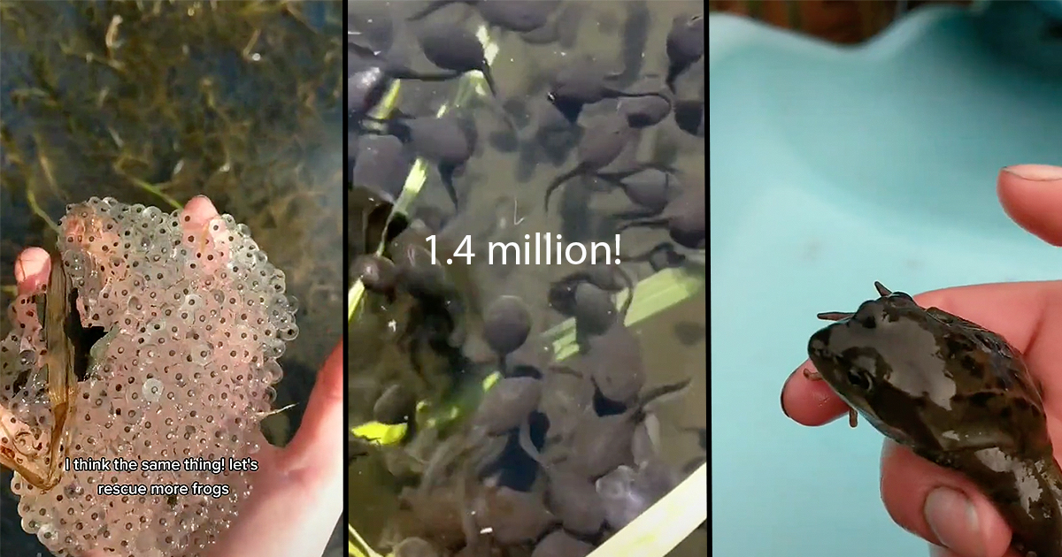 Animal Comedy - frog-army - Animal Comedy - Animal Comedy, funny ...