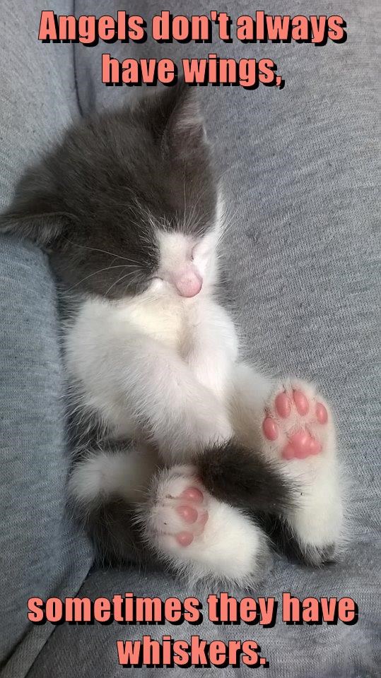 Angels - Lolcats - lol | cat memes | funny cats | funny cat pictures ...