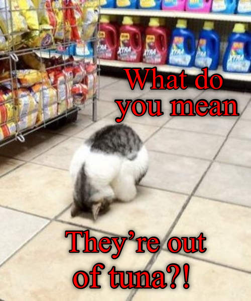 I had to carry my cat out of the supermarket like this. - Lolcats - lol ...