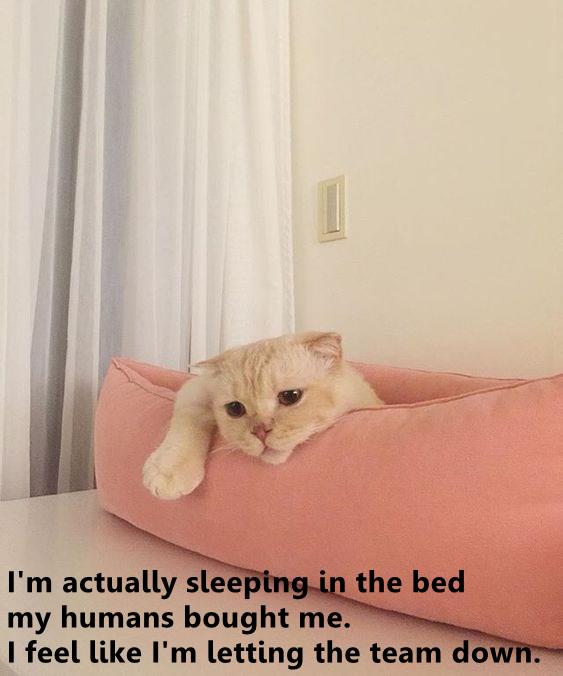 Letting the team down. - Lolcats - lol | cat memes | funny cats | funny ...