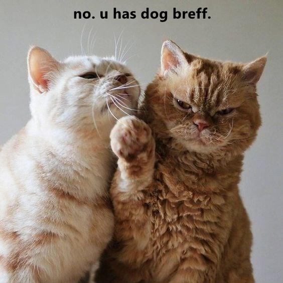 No. - Lolcats - lol | cat memes | funny cats | funny cat pictures with ...