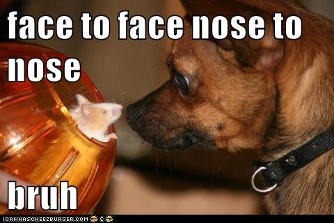 Bruh - Animal Comedy - Animal Comedy, funny animals, animal gifs