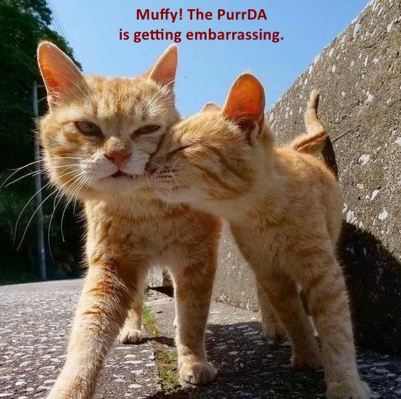 Muffy! - Lolcats - lol | cat memes | funny cats | funny cat pictures ...