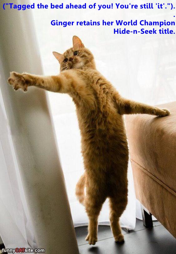 Ginger . Ginger retains her Worl - Lolcats - lol | cat memes | funny ...