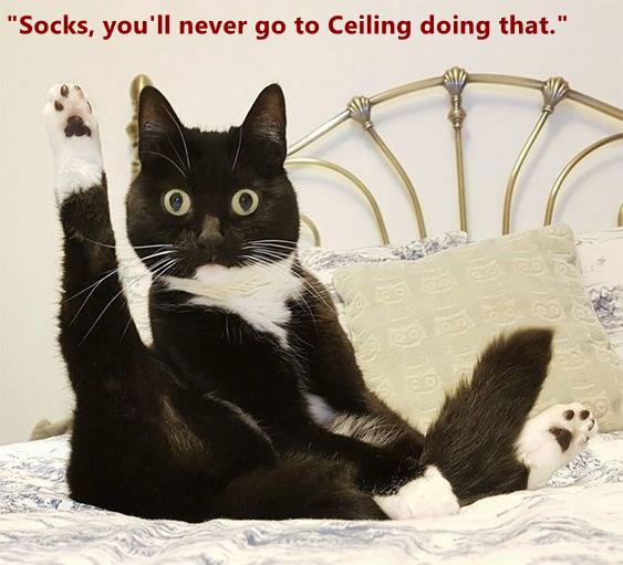 "Socks, you'll never go to Ceiling doing that." - Lolcats - lol | cat ...