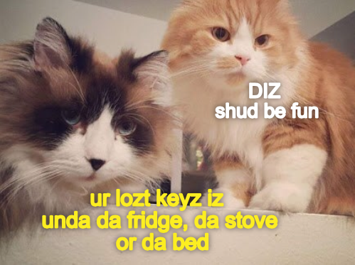 Search Party Organized By Your Kittehz - Lolcats - lol | cat memes ...