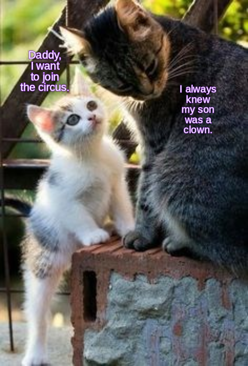 Ask, then elope anyway - Lolcats - lol | cat memes | funny cats | funny ...