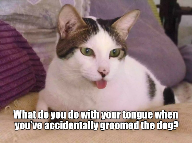 How can you even make that sort of mistake? - Lolcats - lol | cat memes ...