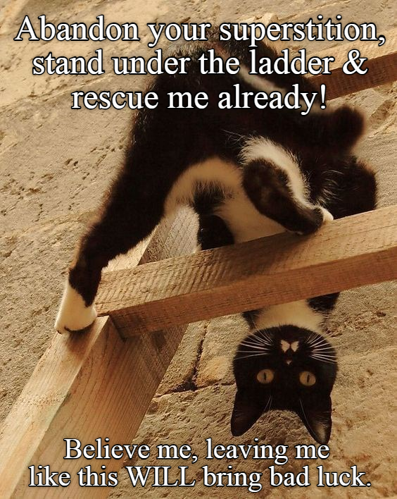 Enlightened Cat Invites You To See The Light - Lolcats - lol | cat ...