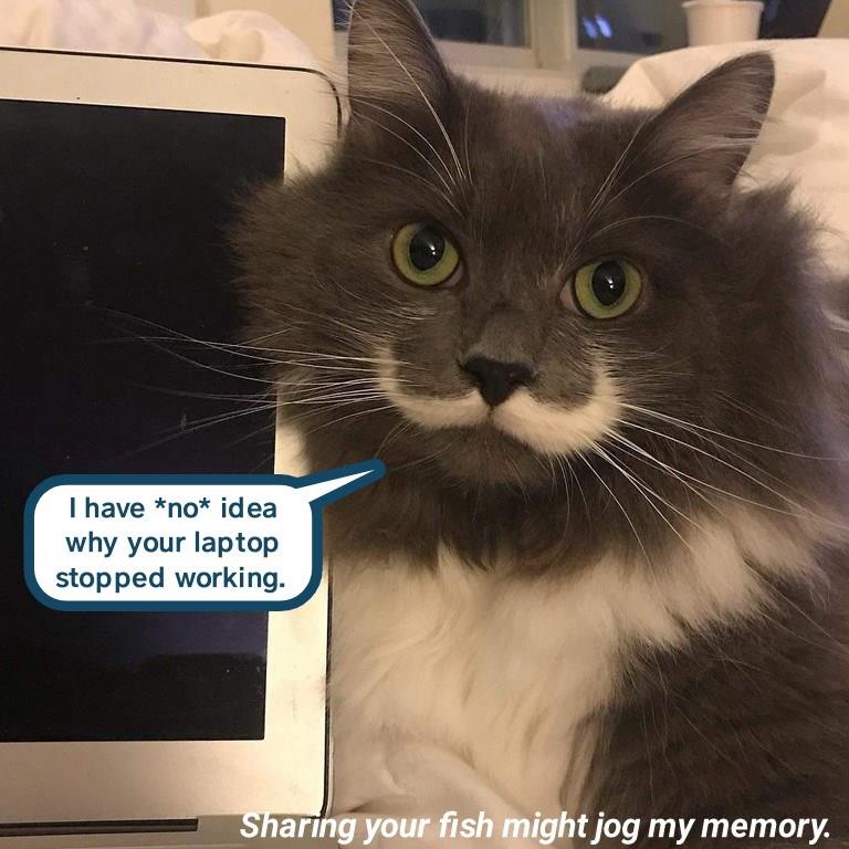 Don't ask me! Unless... - Lolcats - lol | cat memes | funny cats ...