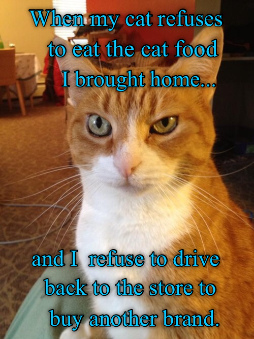 Irresistible force meets immovable object. - Lolcats - lol | cat memes ...