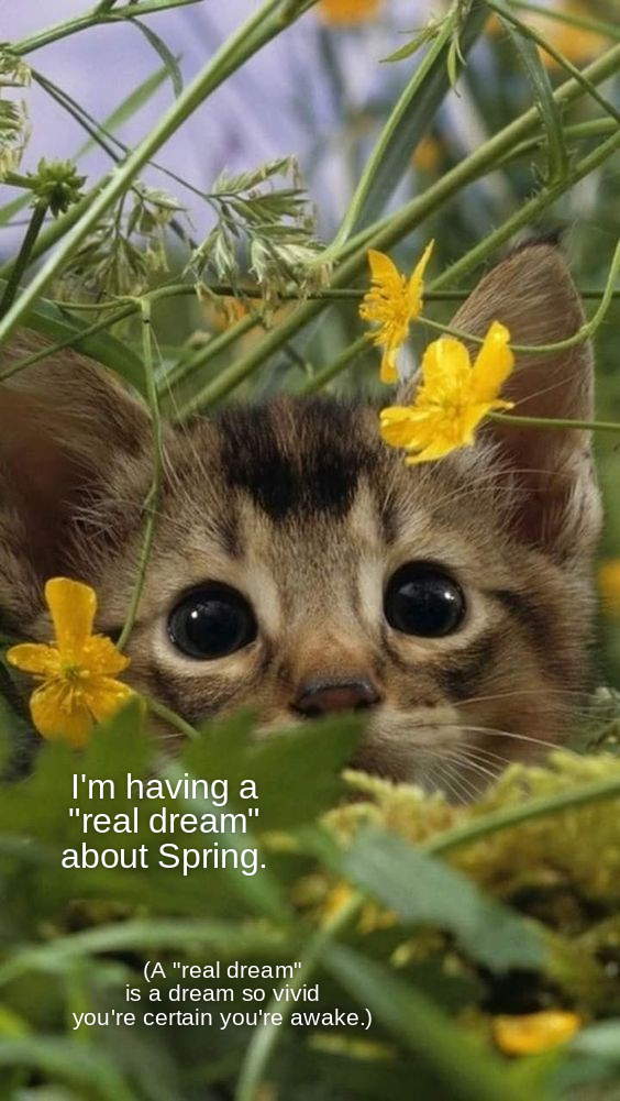 Dreams of Spring - Lolcats - lol | cat memes | funny cats | funny cat ...