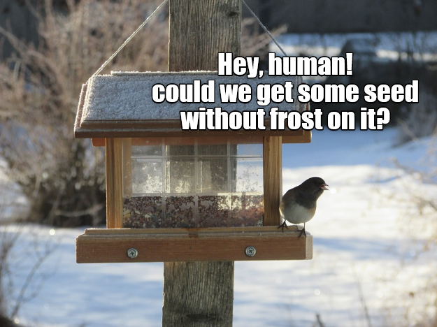 Pecky bird is picky - Animal Comedy - Animal Comedy, funny animals ...