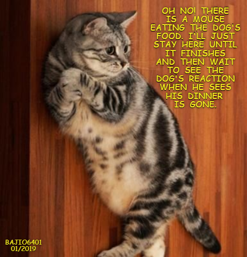 IT'S A PLAN - Lolcats - lol | cat memes | funny cats | funny cat ...