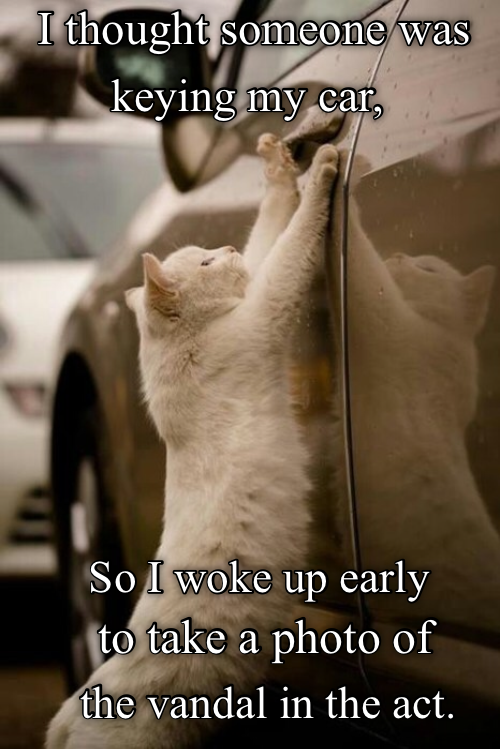 My OWN cat is the guilty party! - Lolcats - lol | cat memes | funny ...