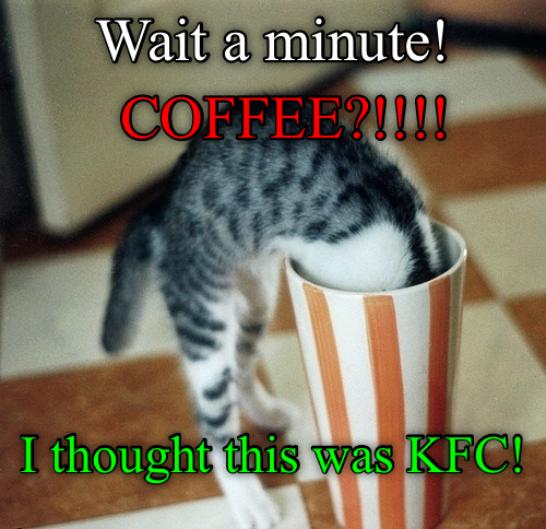 All my hopes, DASHED! - Lolcats - lol | cat memes | funny cats | funny ...