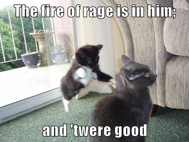 The fire of rage - Lolcats - lol | cat memes | funny cats | funny cat ...