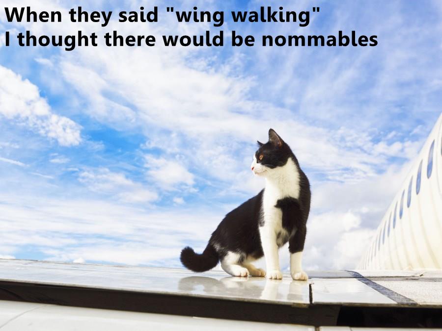 Wing walking - Lolcats - lol | cat memes | funny cats | funny cat ...