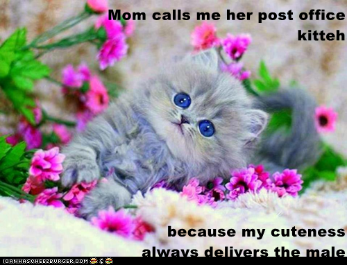 Post office kitteh - Lolcats - lol | cat memes | funny cats | funny cat pictures with words on ...