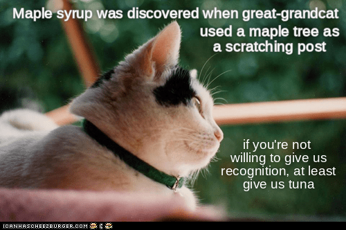 Maple secret - Lolcats - lol | cat memes | funny cats | funny cat ...