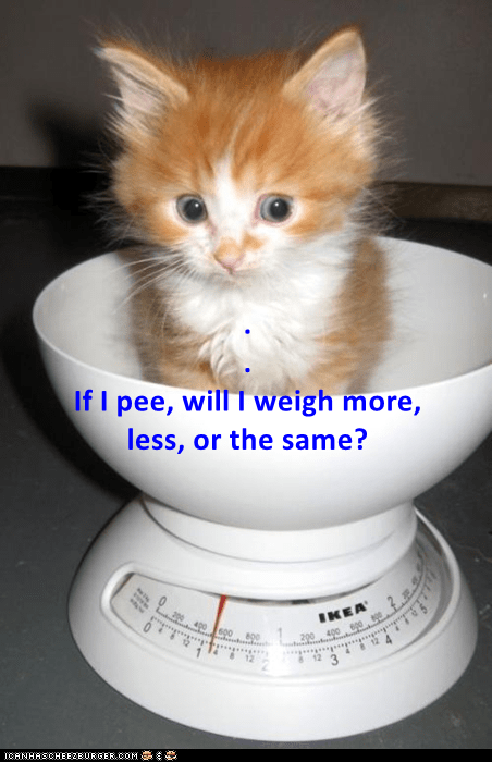 Weight a minute - Lolcats - lol | cat memes | funny cats | funny cat ...