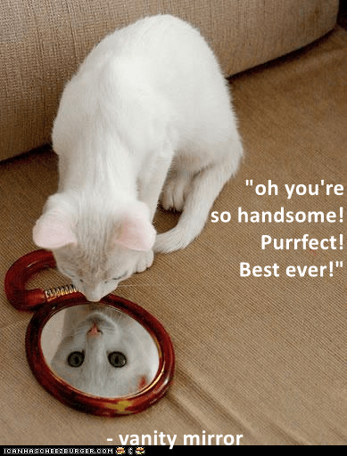 Vanity mirror - Lolcats - lol | cat memes | funny cats | funny cat ...