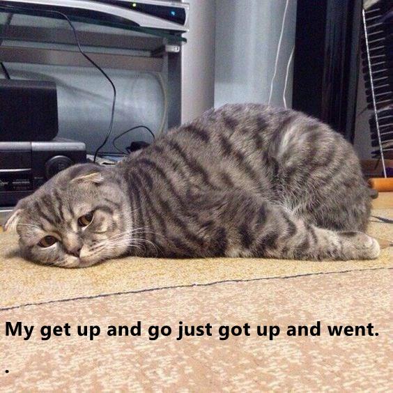 My get up and go just got up and went. . - Lolcats - lol | cat memes ...