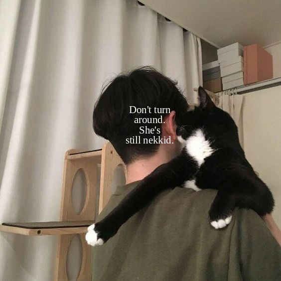 Modesty monitor kitty - Lolcats - lol | cat memes | funny cats | funny ...