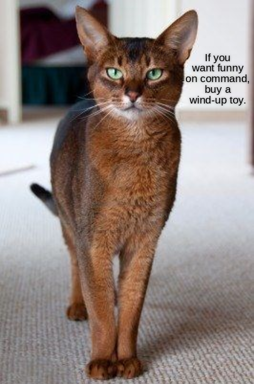 i r serious cat - Lolcats - lol | cat memes | funny cats | funny cat ...