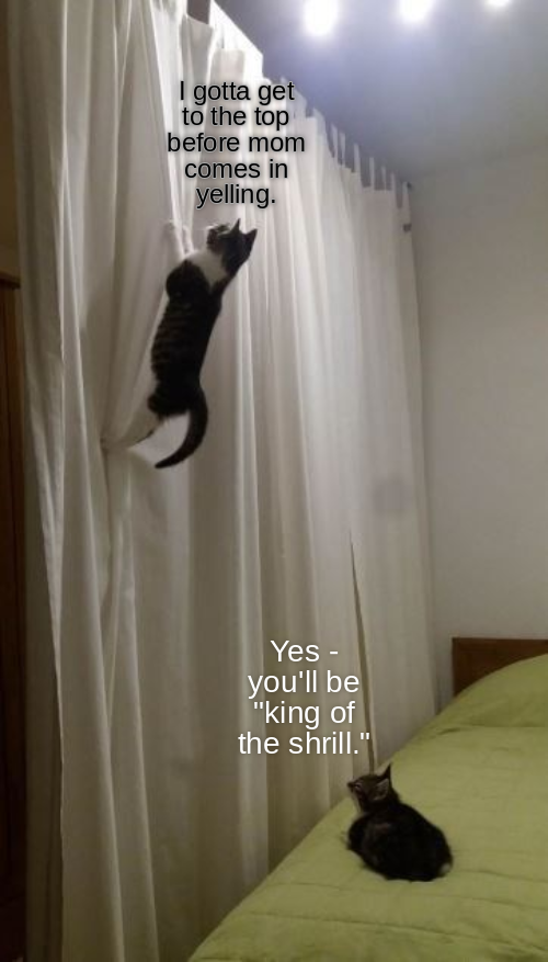 King of... - Lolcats - lol | cat memes | funny cats | funny cat ...