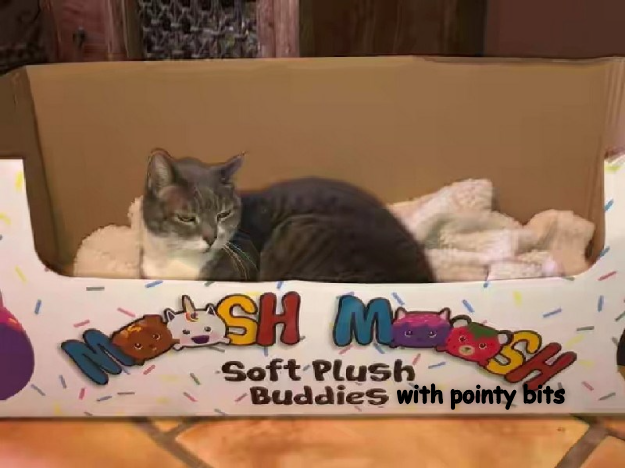 With pointy bits - Lolcats - lol | cat memes | funny cats | funny cat ...