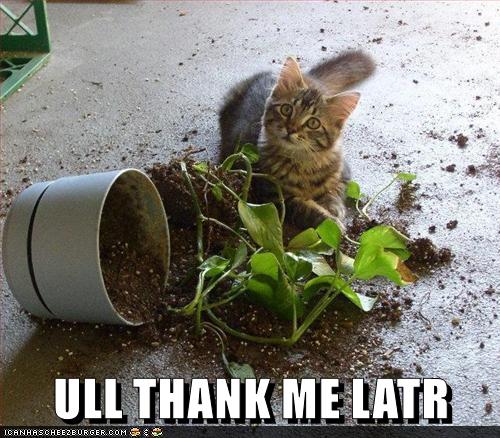 ULL THANK ME LATR - Lolcats - lol | cat memes | funny cats | funny cat ...