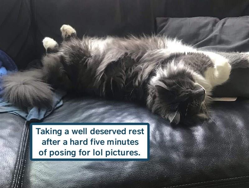 Hard working lolcat - Lolcats - lol | cat memes | funny cats | funny ...