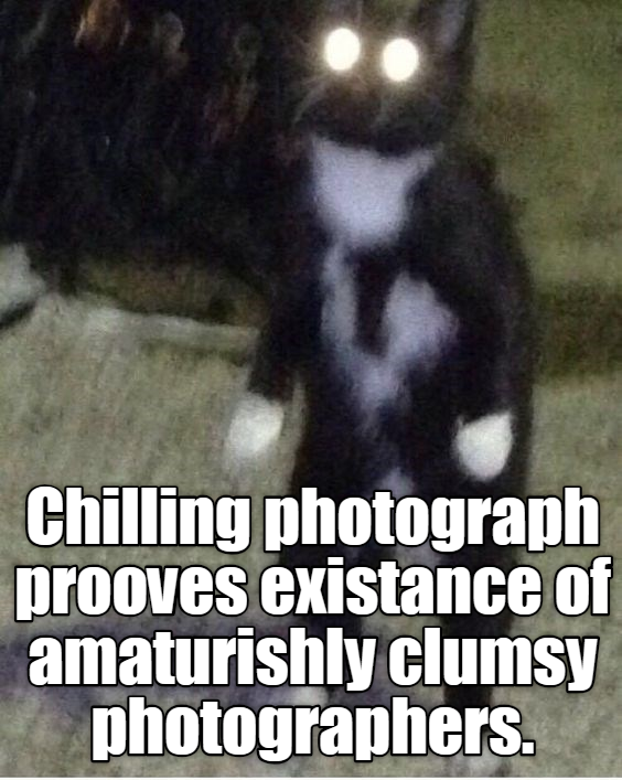 They're real! - Lolcats - lol | cat memes | funny cats | funny cat ...