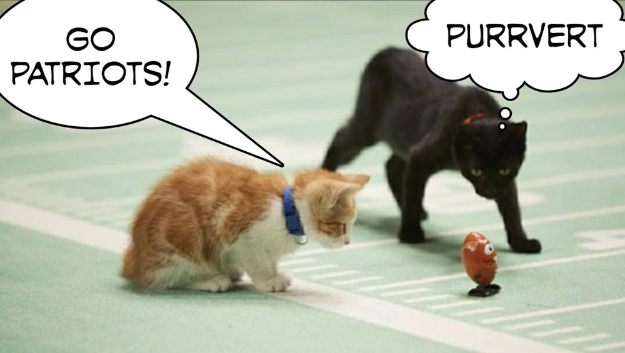 Bad Touch Football - Lolcats - lol | cat memes | funny cats | funny cat ...