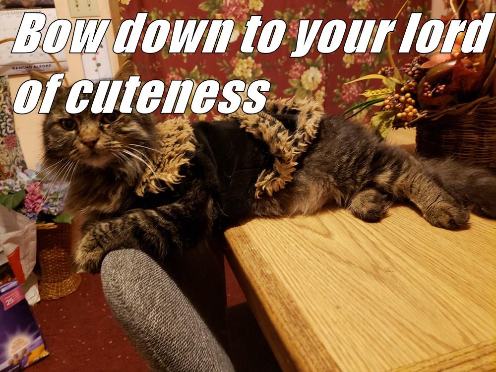 Bow down to your lord of cuteness - Lolcats - lol | cat memes | funny ...