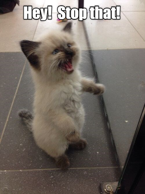 Hey! - Lolcats - lol | cat memes | funny cats | funny cat pictures with ...