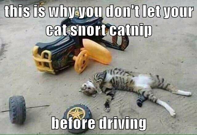Don't nip and drive - Lolcats - lol | cat memes | funny cats | funny ...