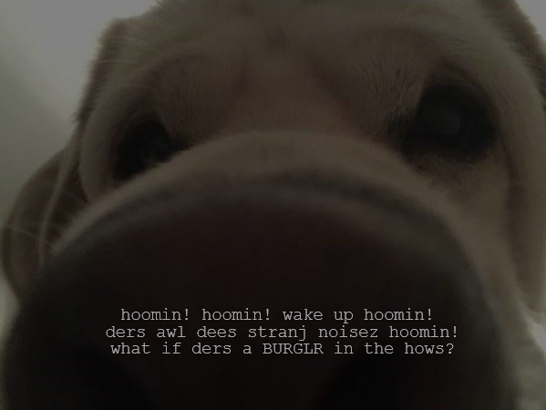 u gotta HALP me hoomin! - I Has A Hotdog - Dog Pictures - Funny ...