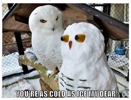 AS COLD AS ICE - Animal Comedy - Animal Comedy, funny animals, animal gifs